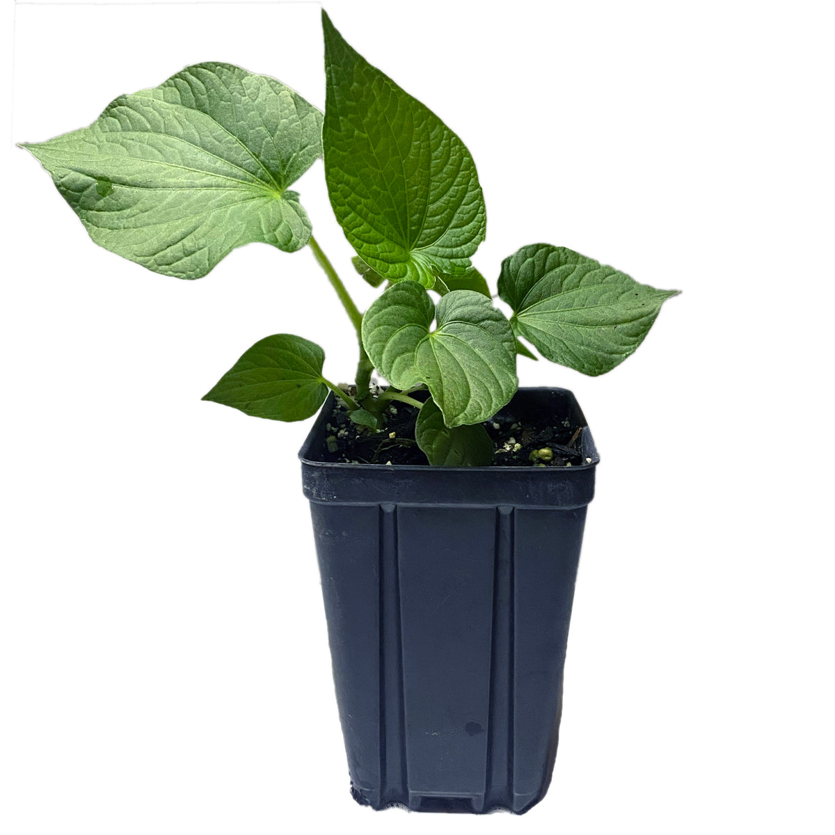 Live Kava Plant – Root Of Happiness